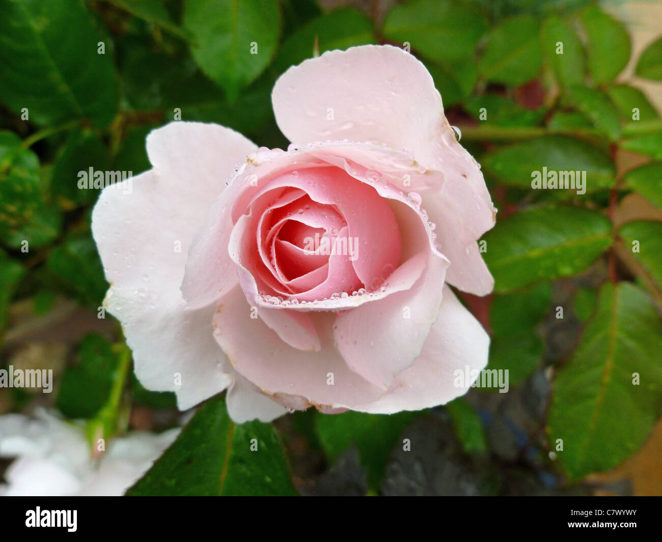 Pink Rose with Rain Drops Stock Photo - Alamy