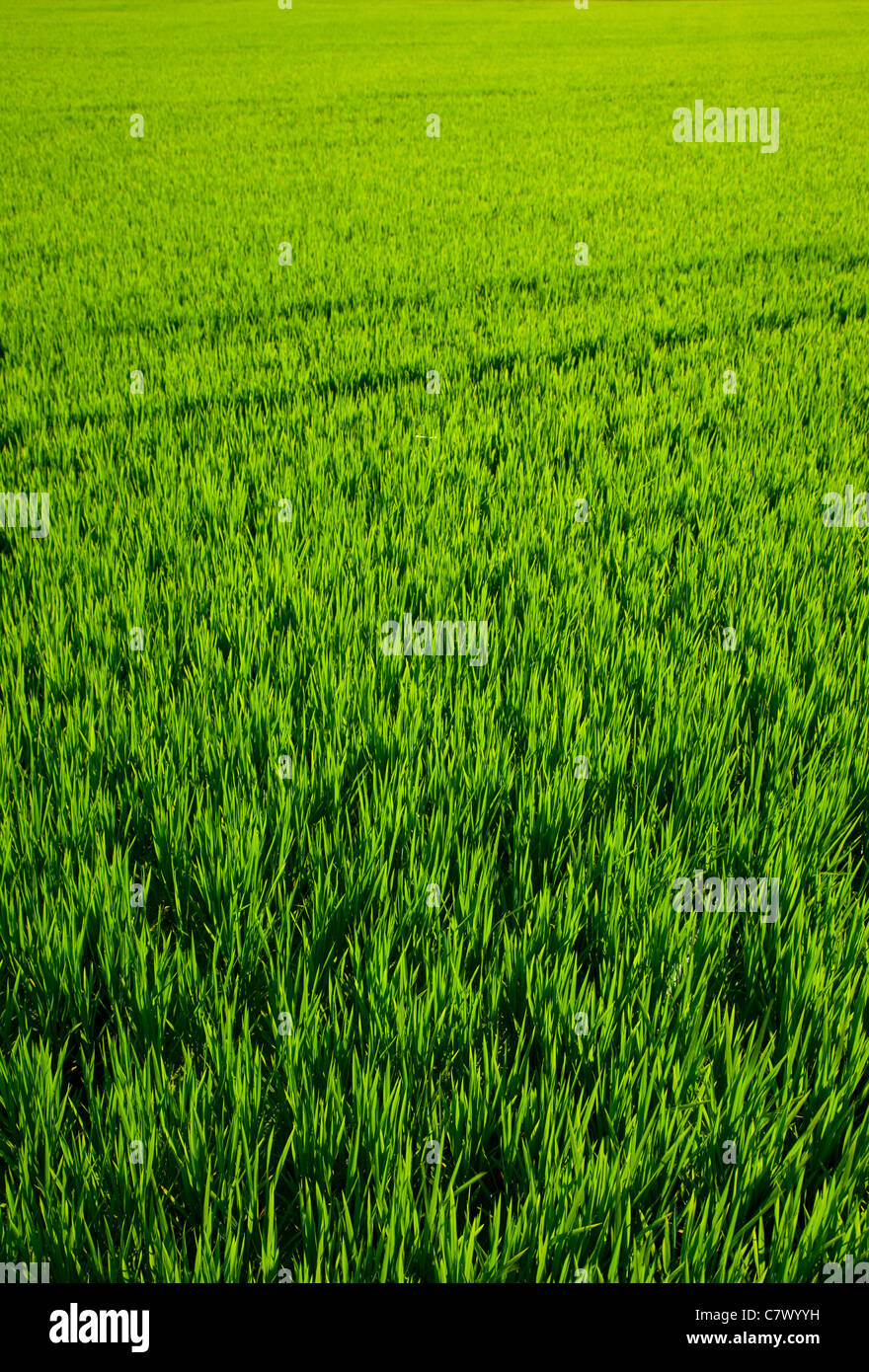 green grass rice cereal field in Valencia Spain Stock Photo - Alamy