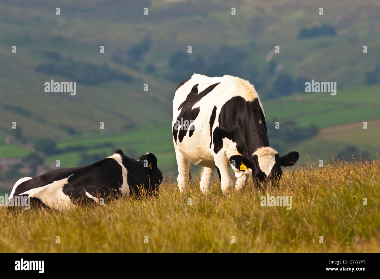 Fresian cows in Swaledale in North Yorkshire , England , Britain , Uk ...