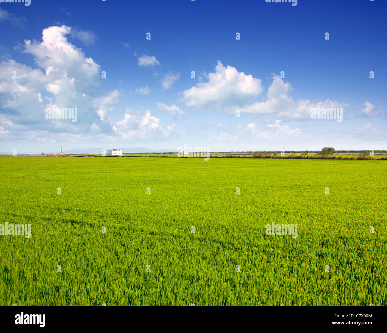 Green grass rice field hi-res stock photography and images - Alamy