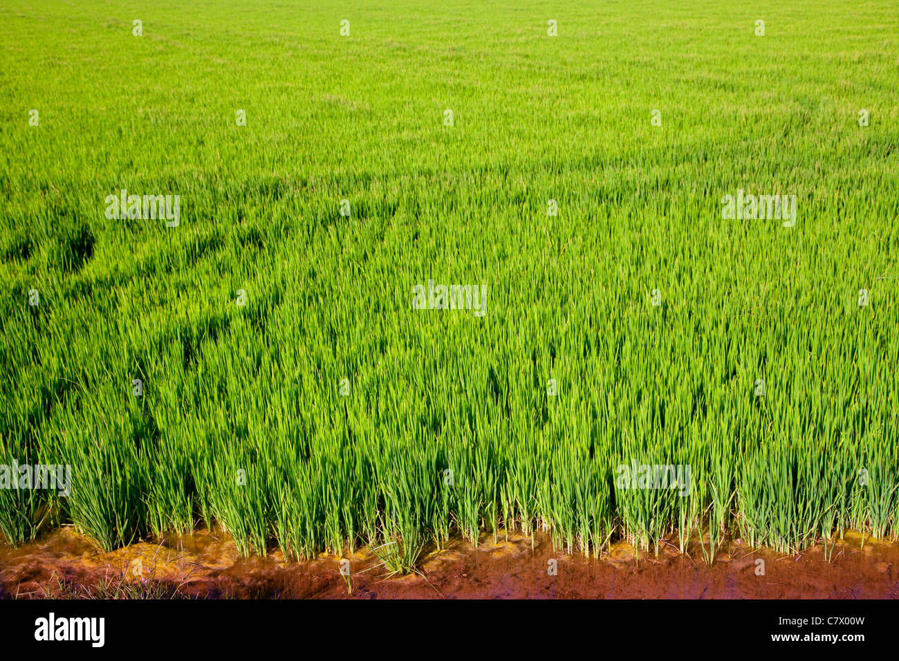 Valencia Rice Field High Resolution Stock Photography and Images - Alamy