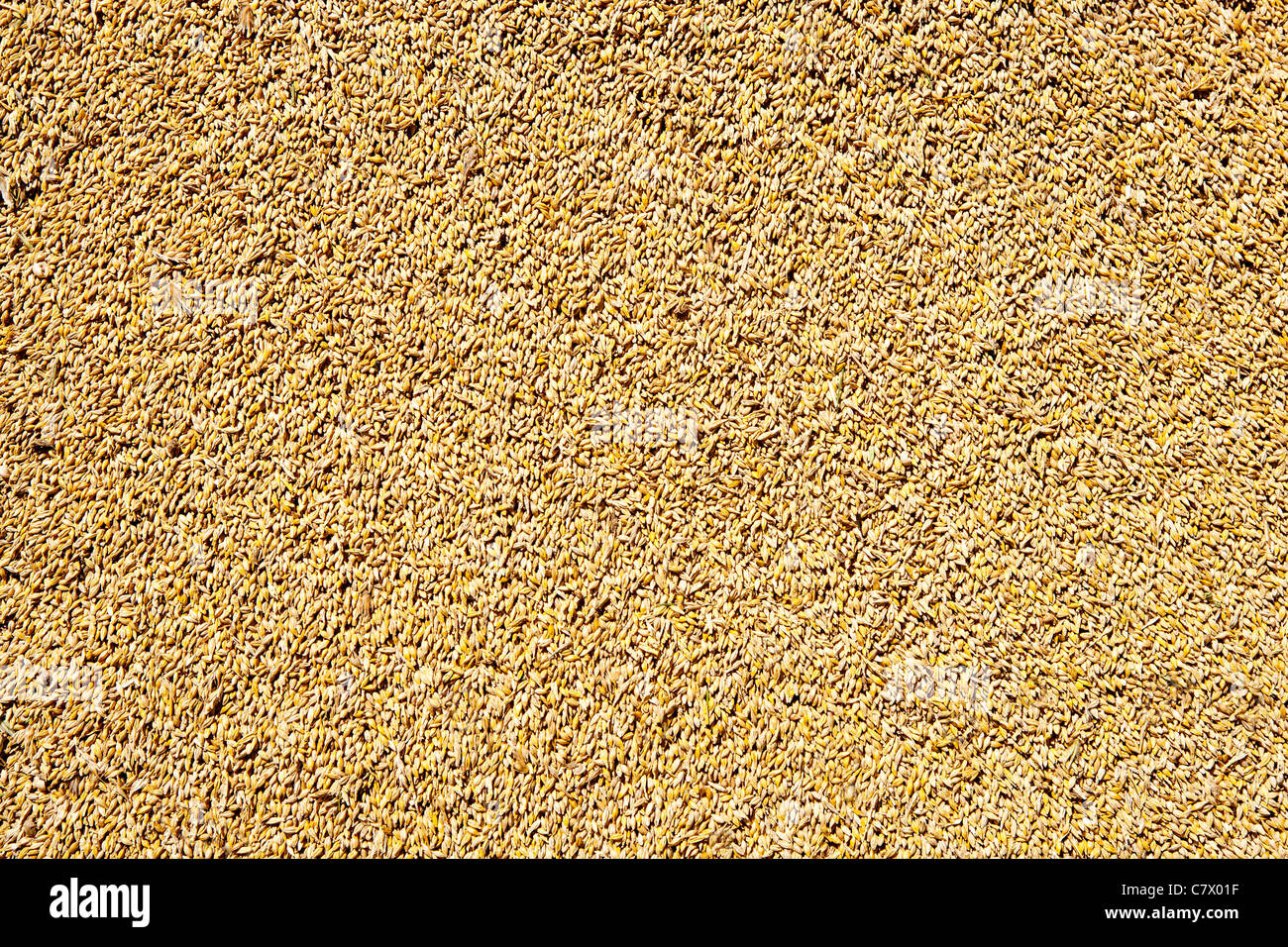 cereal wheat grain texture pattern in harvest time Stock Photo - Alamy