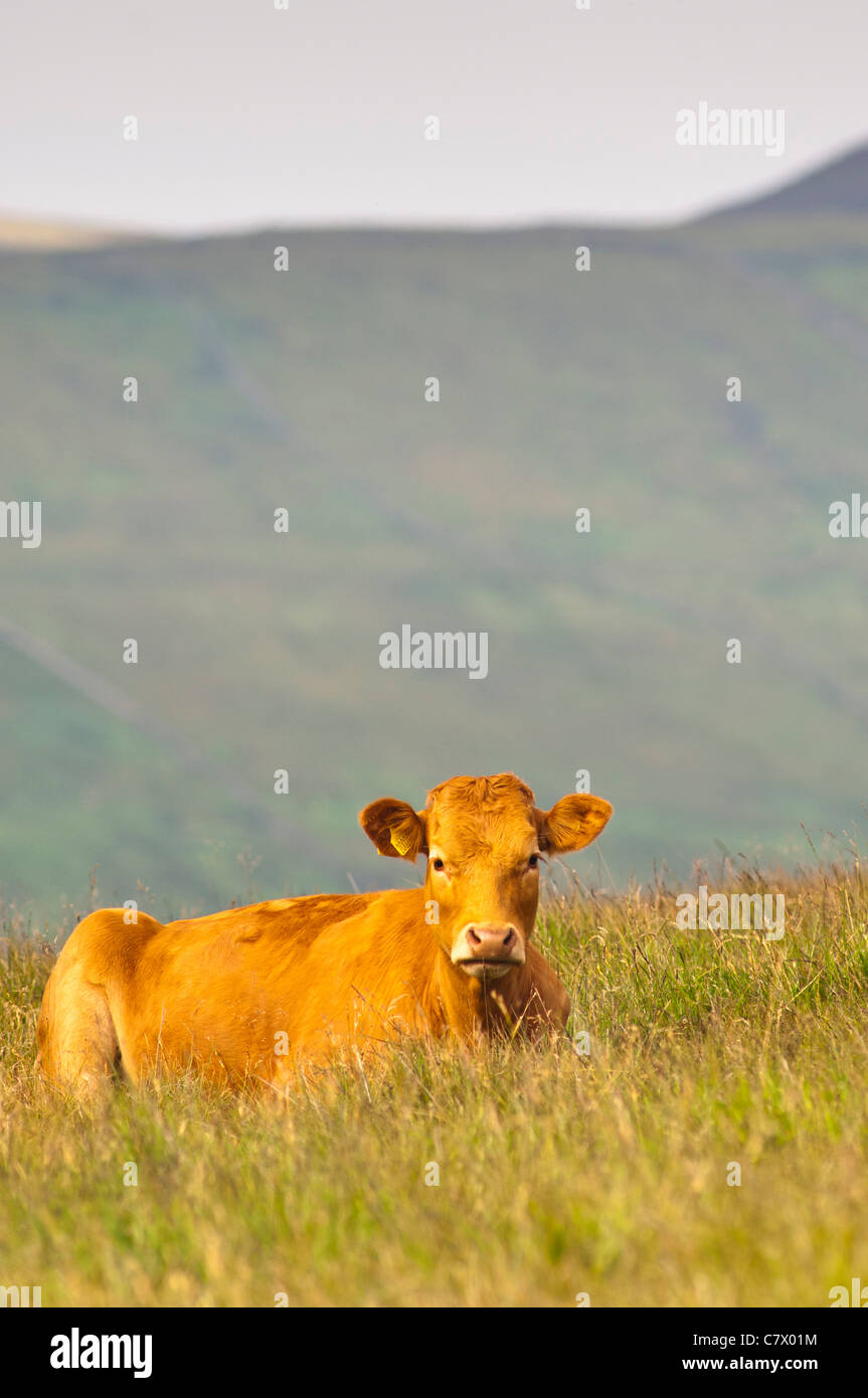 North yorkshire england uk cattle hi-res stock photography and images ...