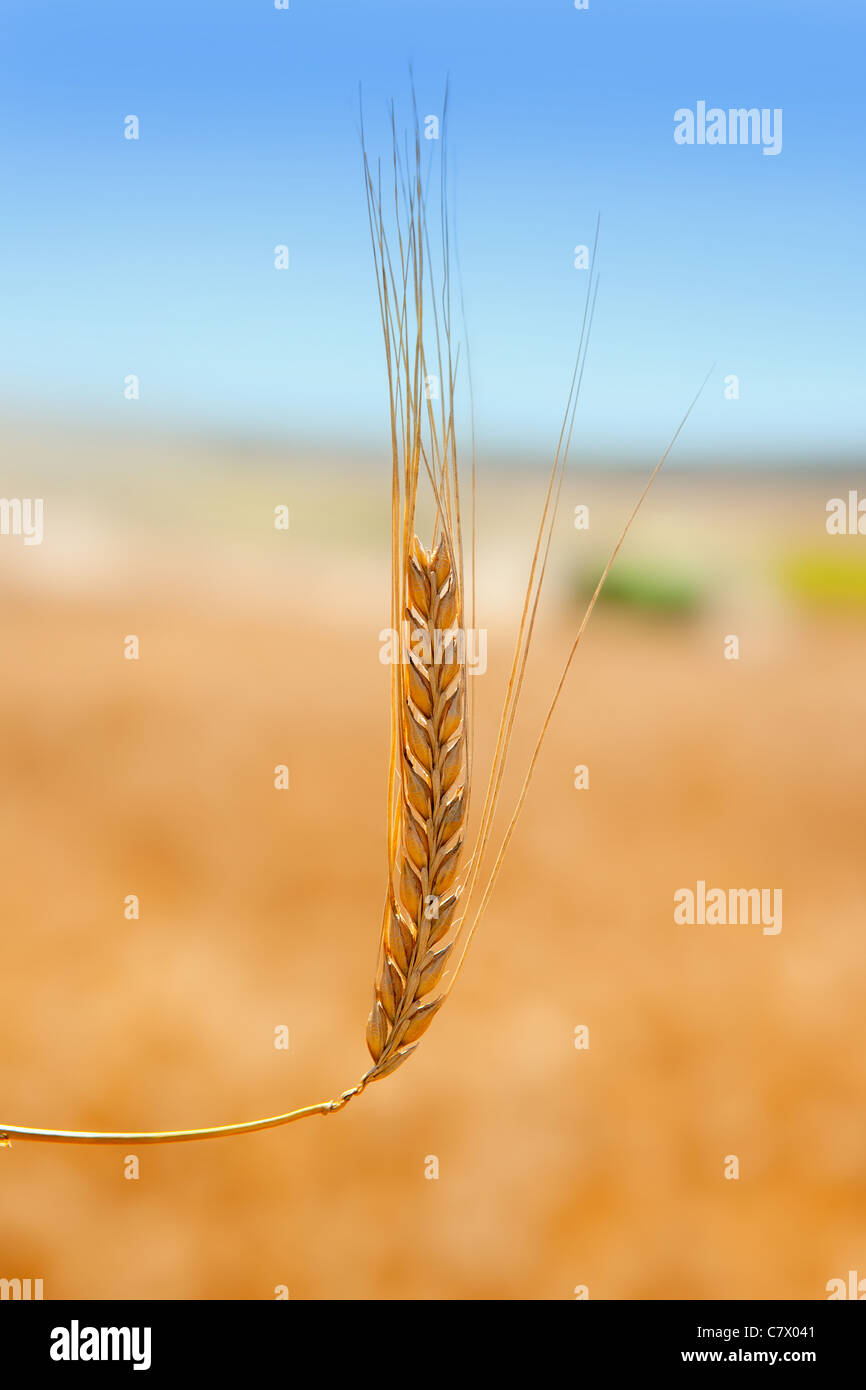 Spike of wheat hi-res stock photography and images - Alamy