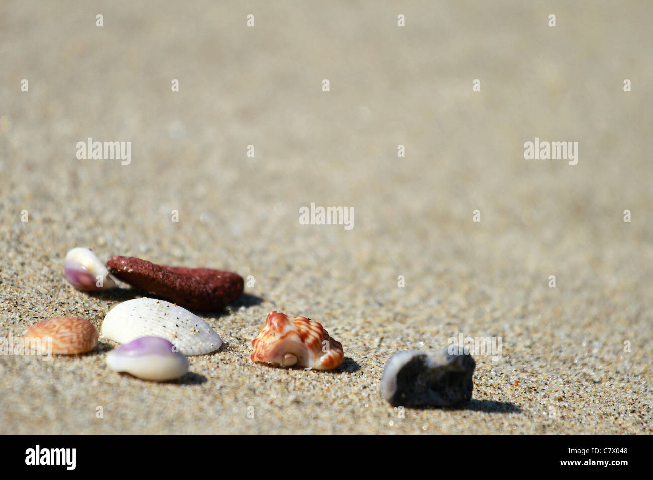 Seashells at the Beach (shallow depth of field Stock Photo - Alamy
