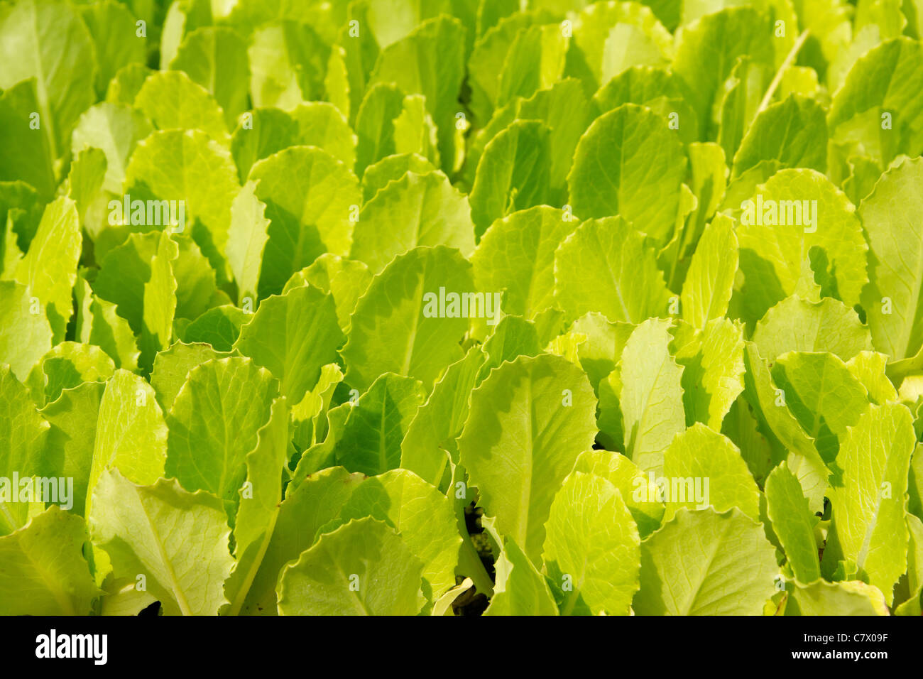 lettuce green little sprouts growing to be plant out in fieds Stock ...