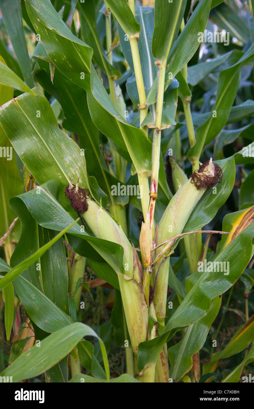 Cow corn hi-res stock photography and images - Alamy