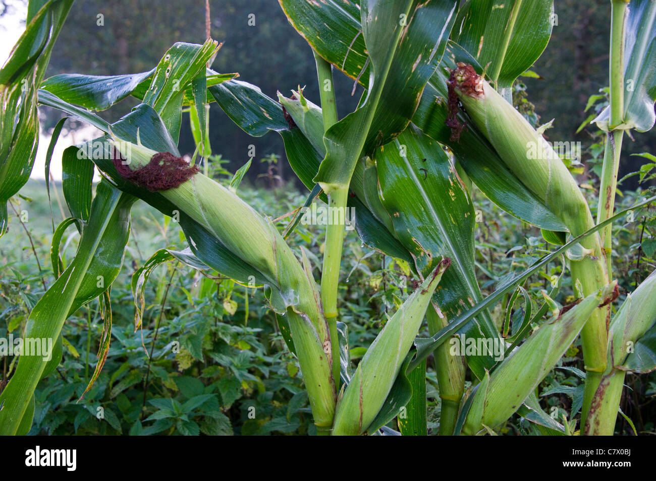 Corn on the cob plants hi-res stock photography and images - Alamy
