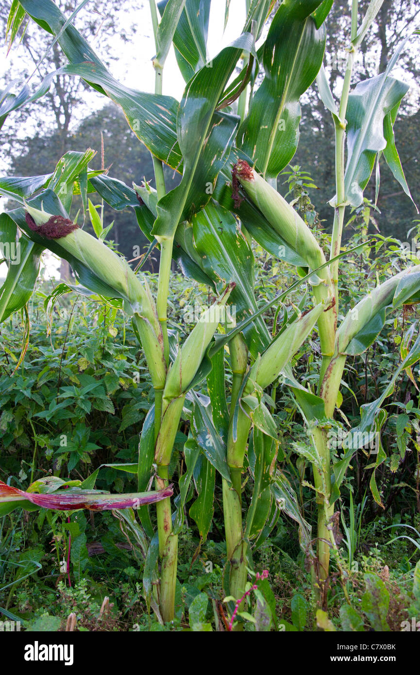 Corn on the cob plants hi-res stock photography and images - Alamy