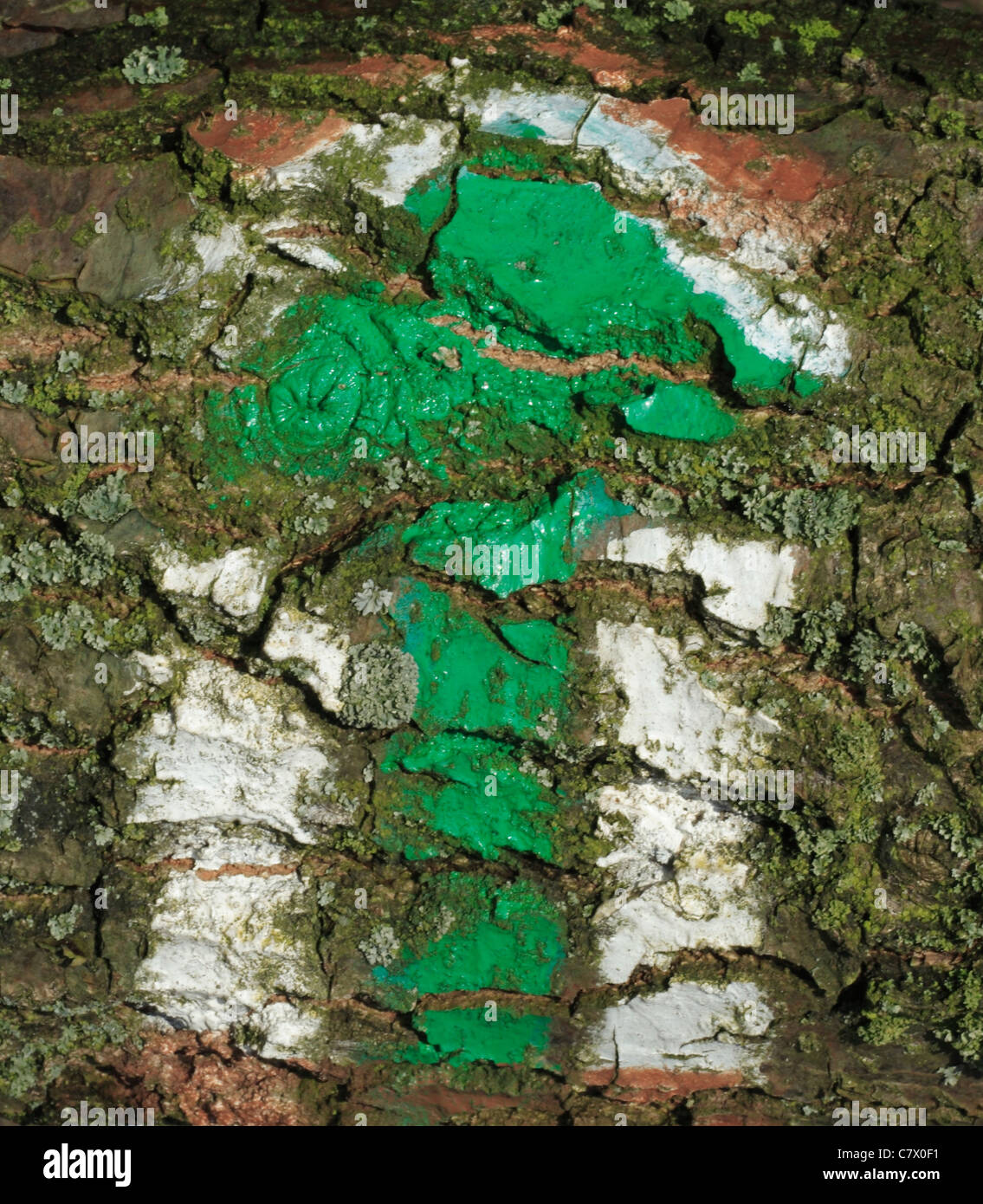 Green mark on the tree Stock Photo - Alamy