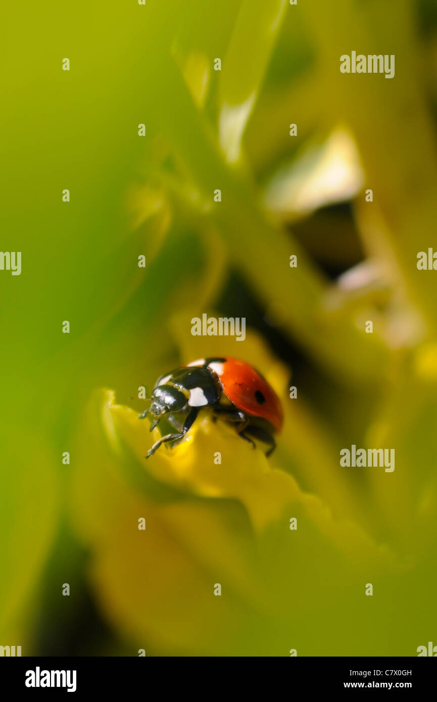 Lady bug hi-res stock photography and images - Alamy