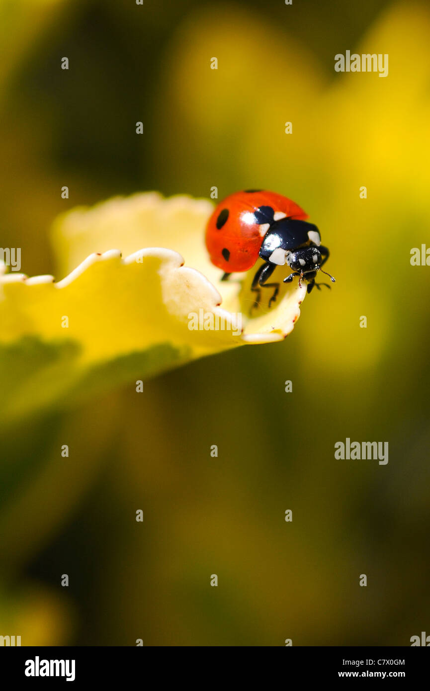 Lady bug hi-res stock photography and images - Alamy