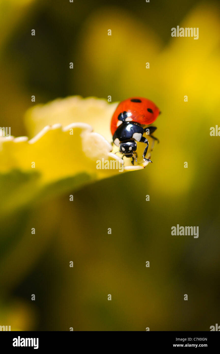 Lady bug hi-res stock photography and images - Alamy