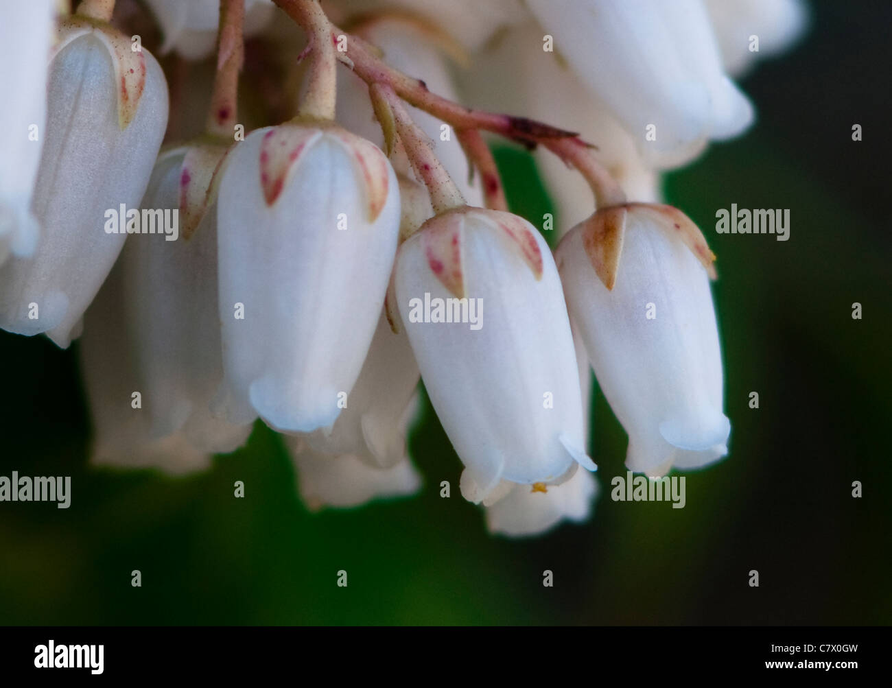 White flowers close-up setting Stock Photo - Alamy