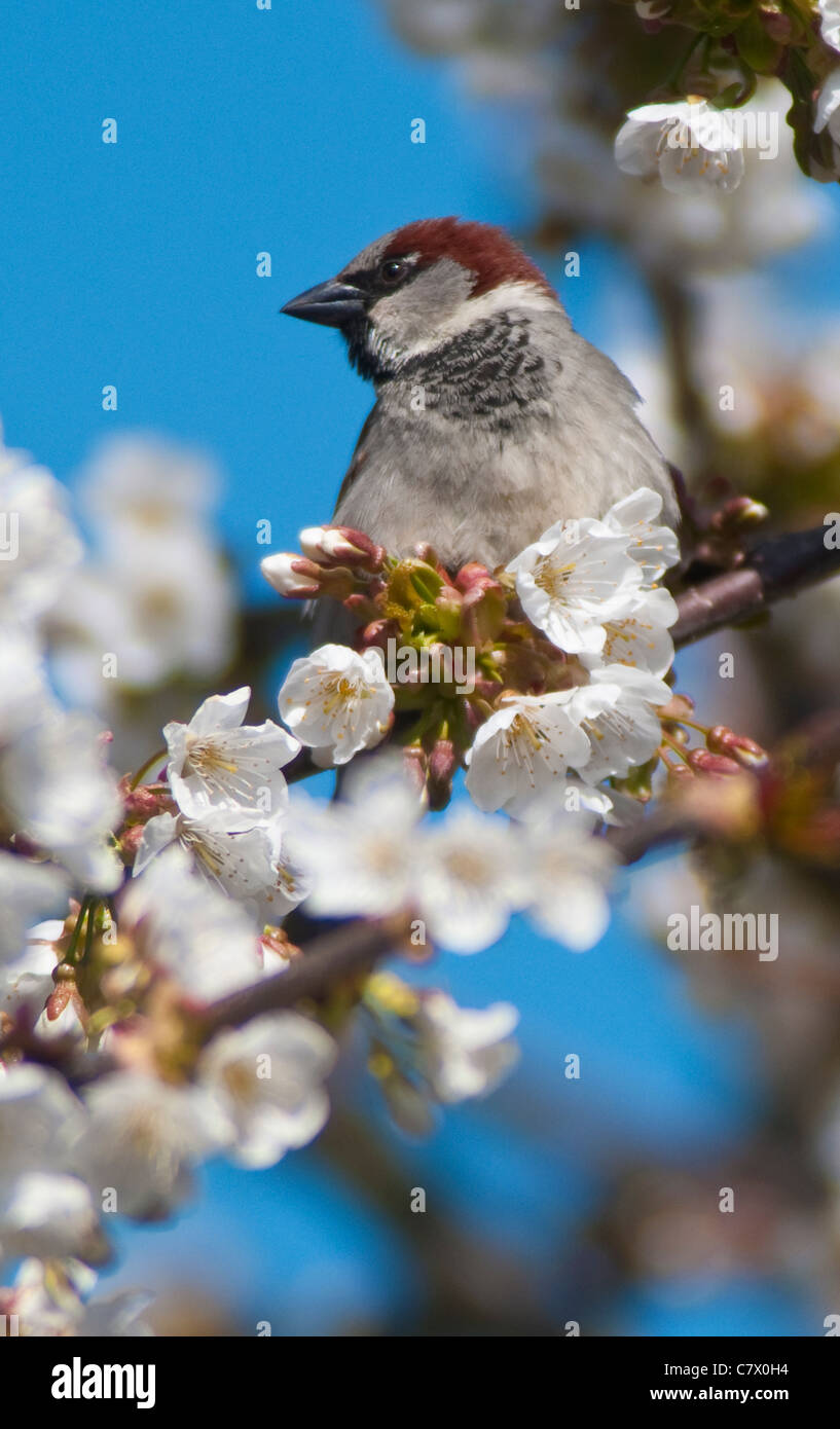 House Sparrows in spring Stock Photo - Alamy