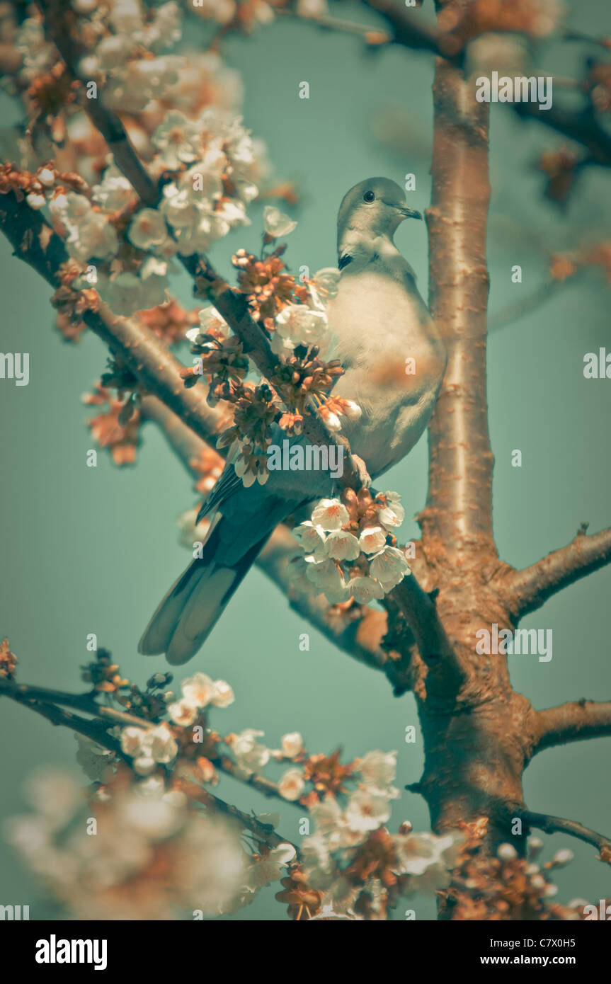 Dove sitting on tree branch hi-res stock photography and images - Alamy