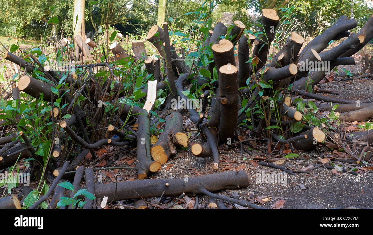 Cut back tree hi-res stock photography and images - Alamy