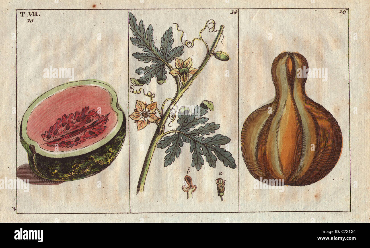 Fruit and flowers of the watermelon, Citrullus lanatus, and calabash ...
