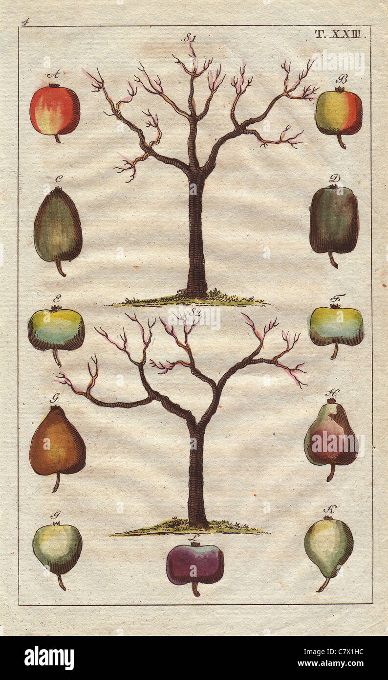 Fruit tree trunks, with apples and pears, Malus domestica, Pyrus ...
