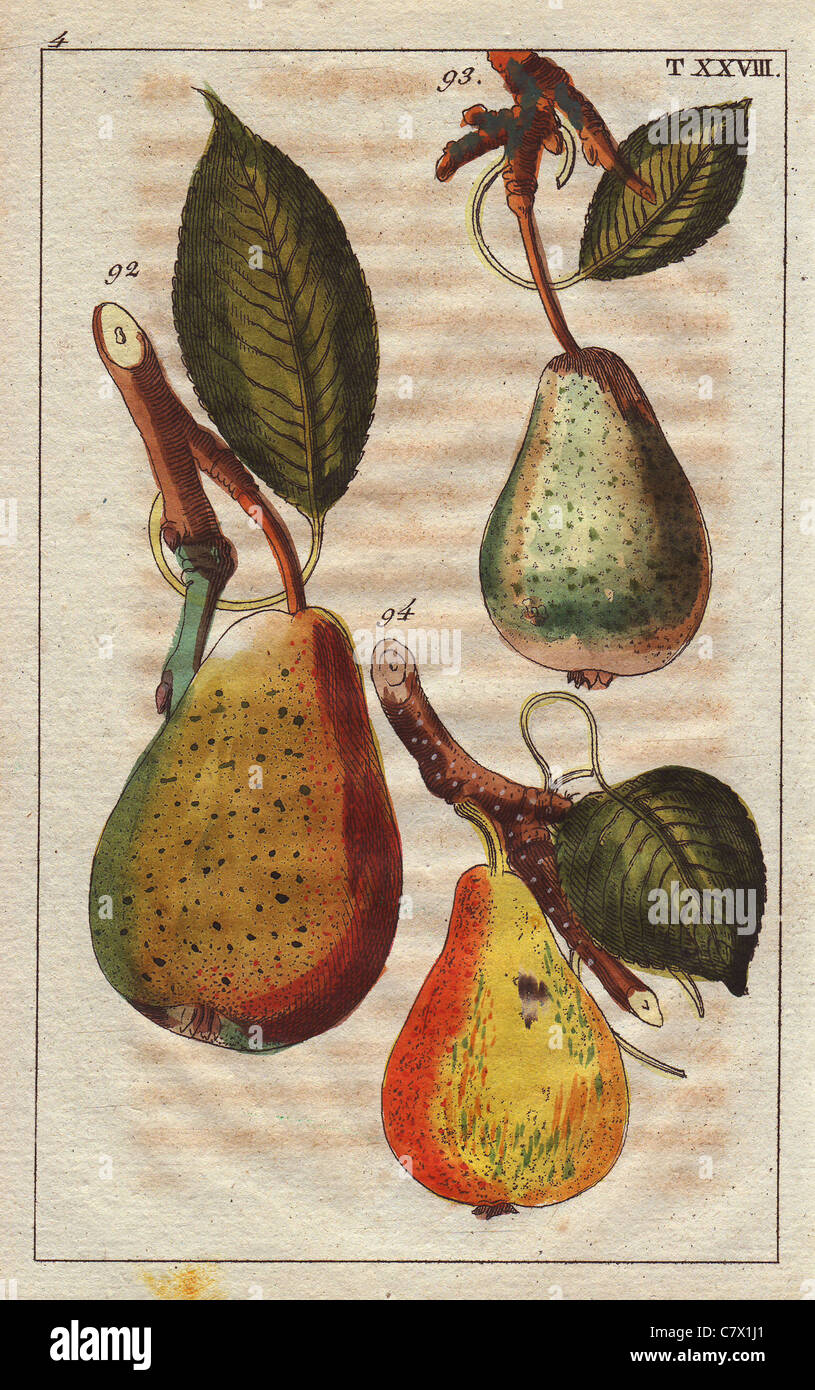 Pear varieties, Pyrus communis: Summer Muscat 92, Muscat 93 ...
