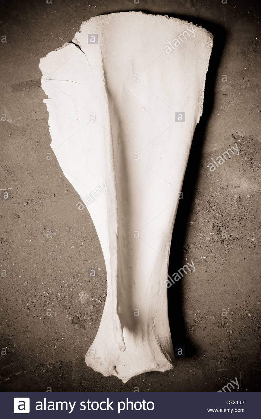 Shoulder Bone Stock Photos & Shoulder Bone Stock Images - Alamy