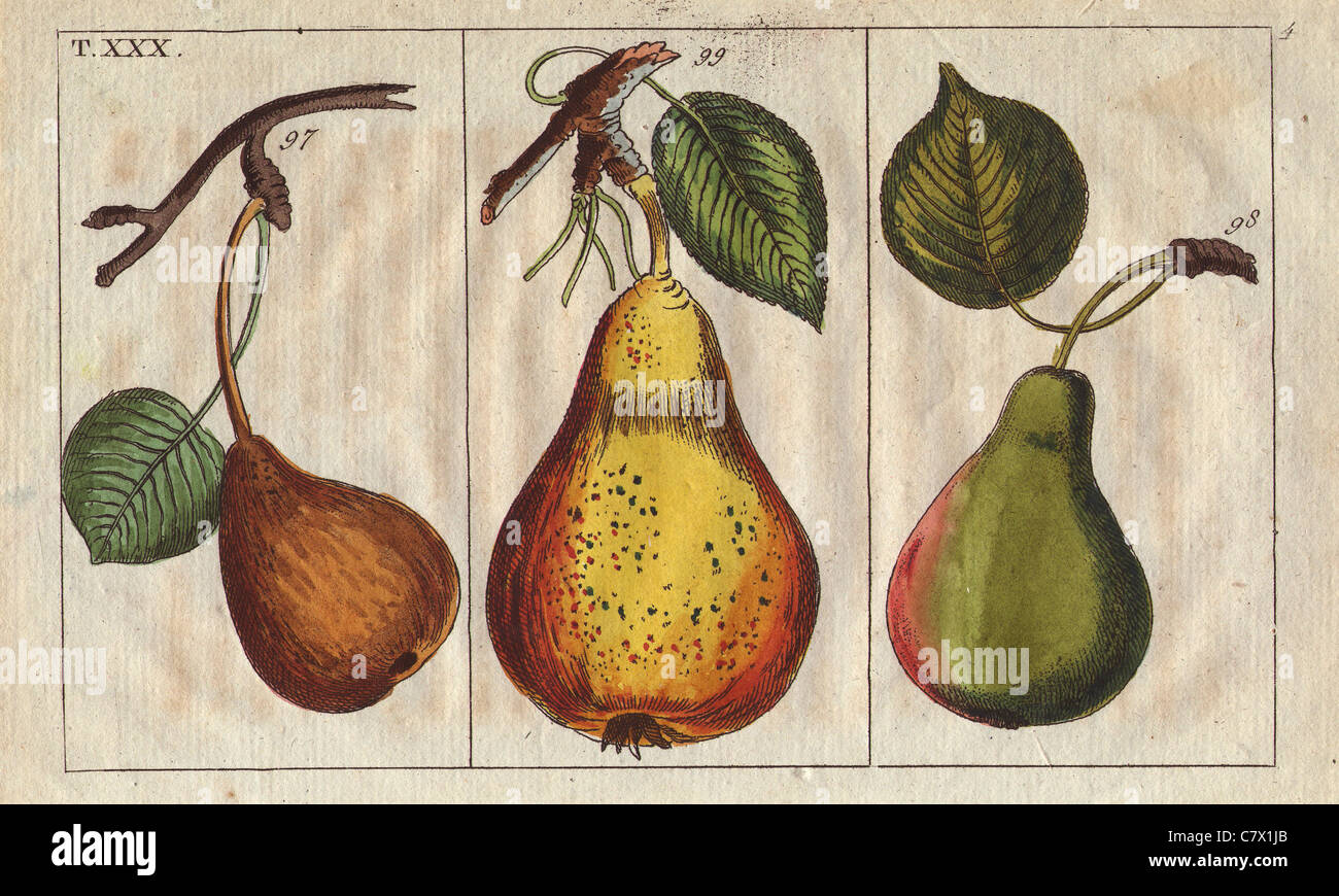 Pear varieties, Pyrus communis: small Pfalzgrafin pear, Demoiselle and ...