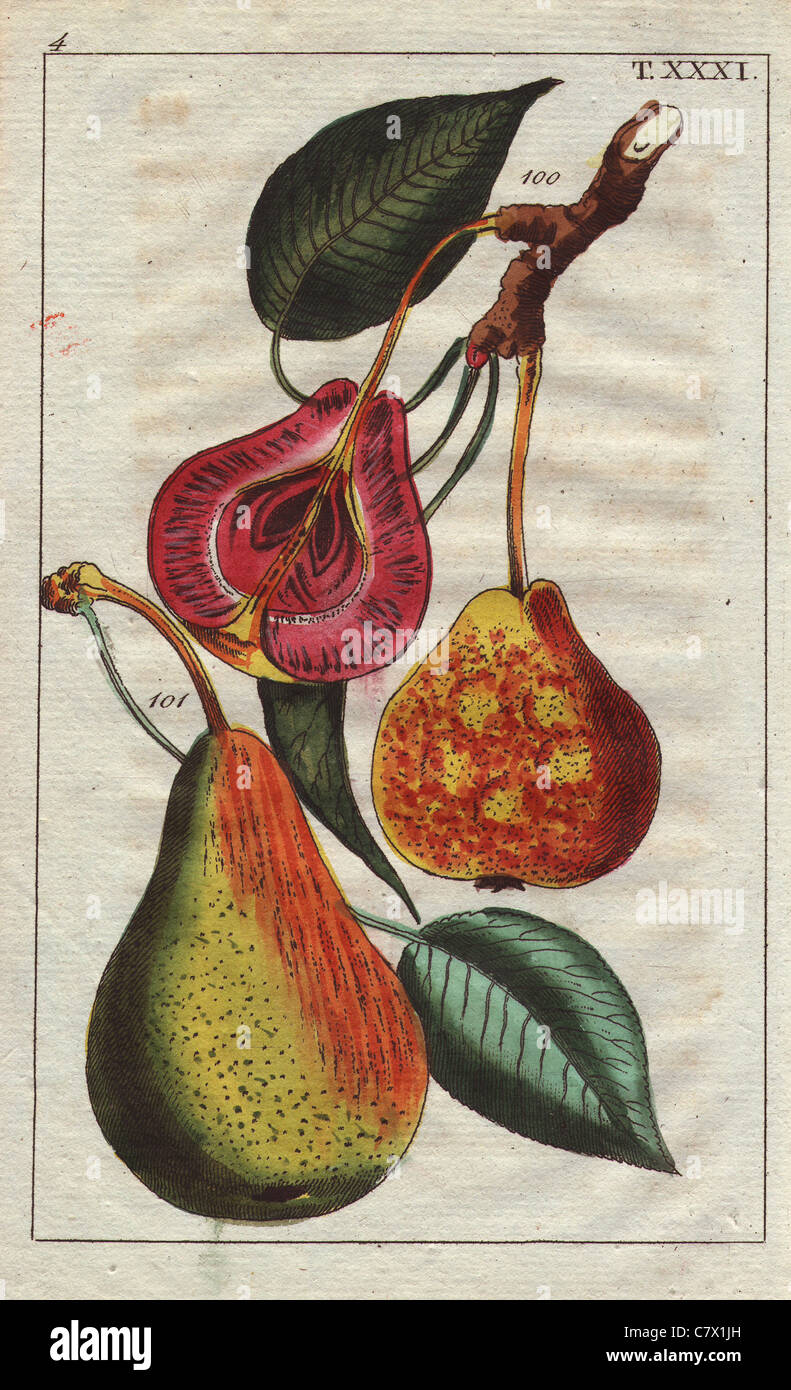 Pear varieties, Pyrus communis: Blood and Madame pears Stock Photo - Alamy