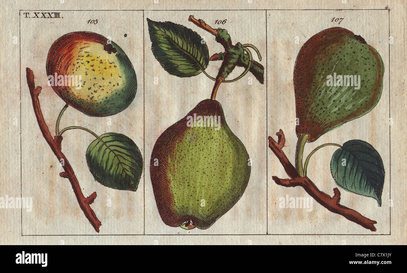 Pear varieties, Pyrus communis: summer Bergamot 105, grey butter 106 ...