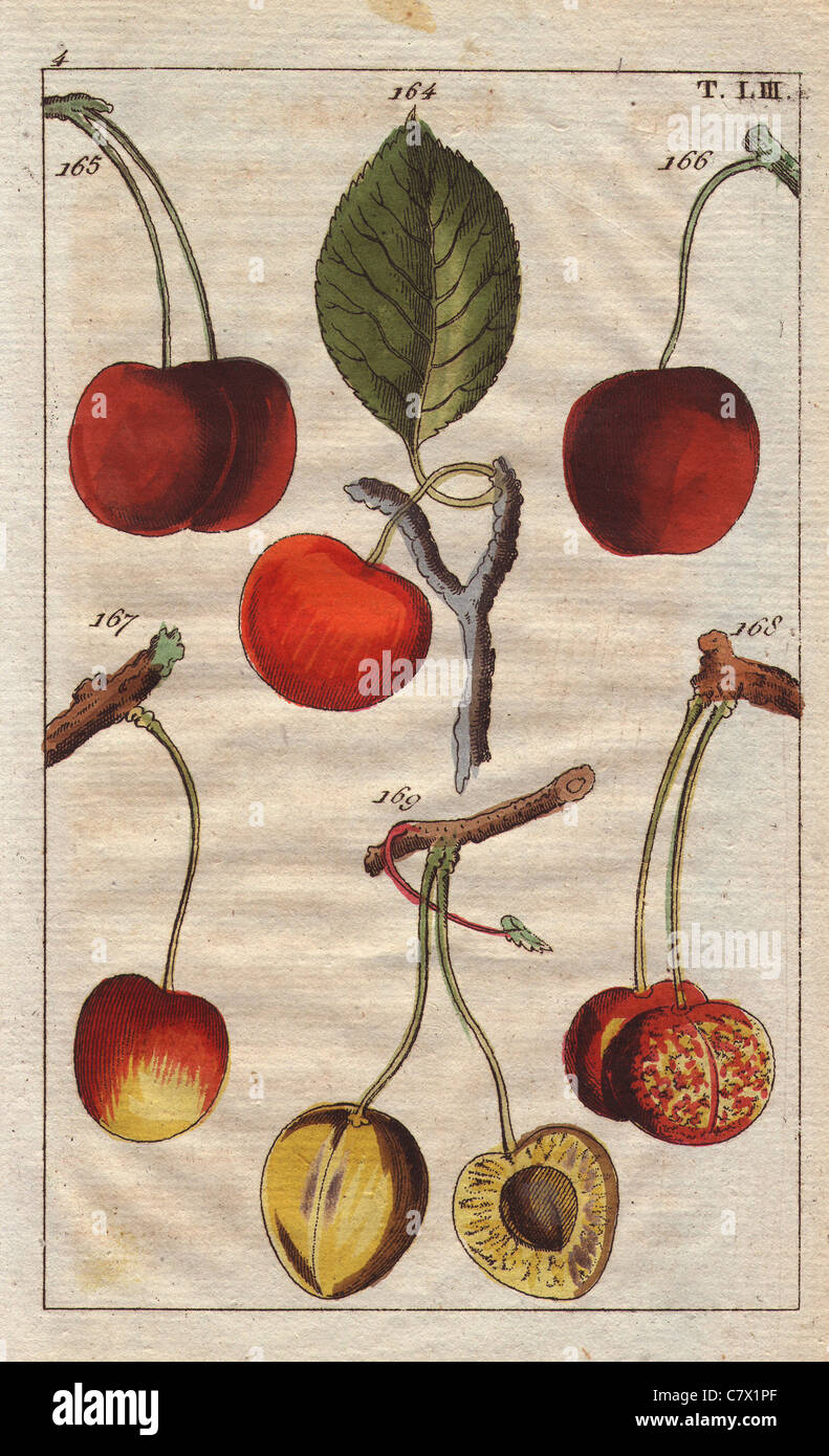 Ripe fruit, segments and leaves of Cherry varieties, Prunus cerasus ...