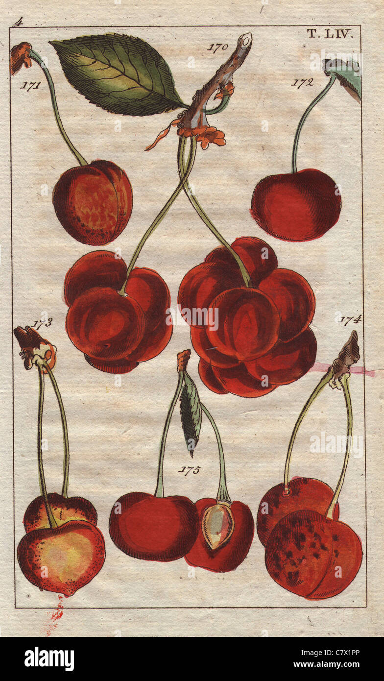 Ripe fruit and segments of Cherry varieties, Prunus avium Stock Photo ...