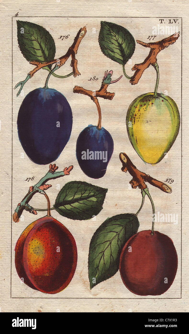 Ripe fruit and leaves of plum varieties, Prunus domestica Stock Photo ...