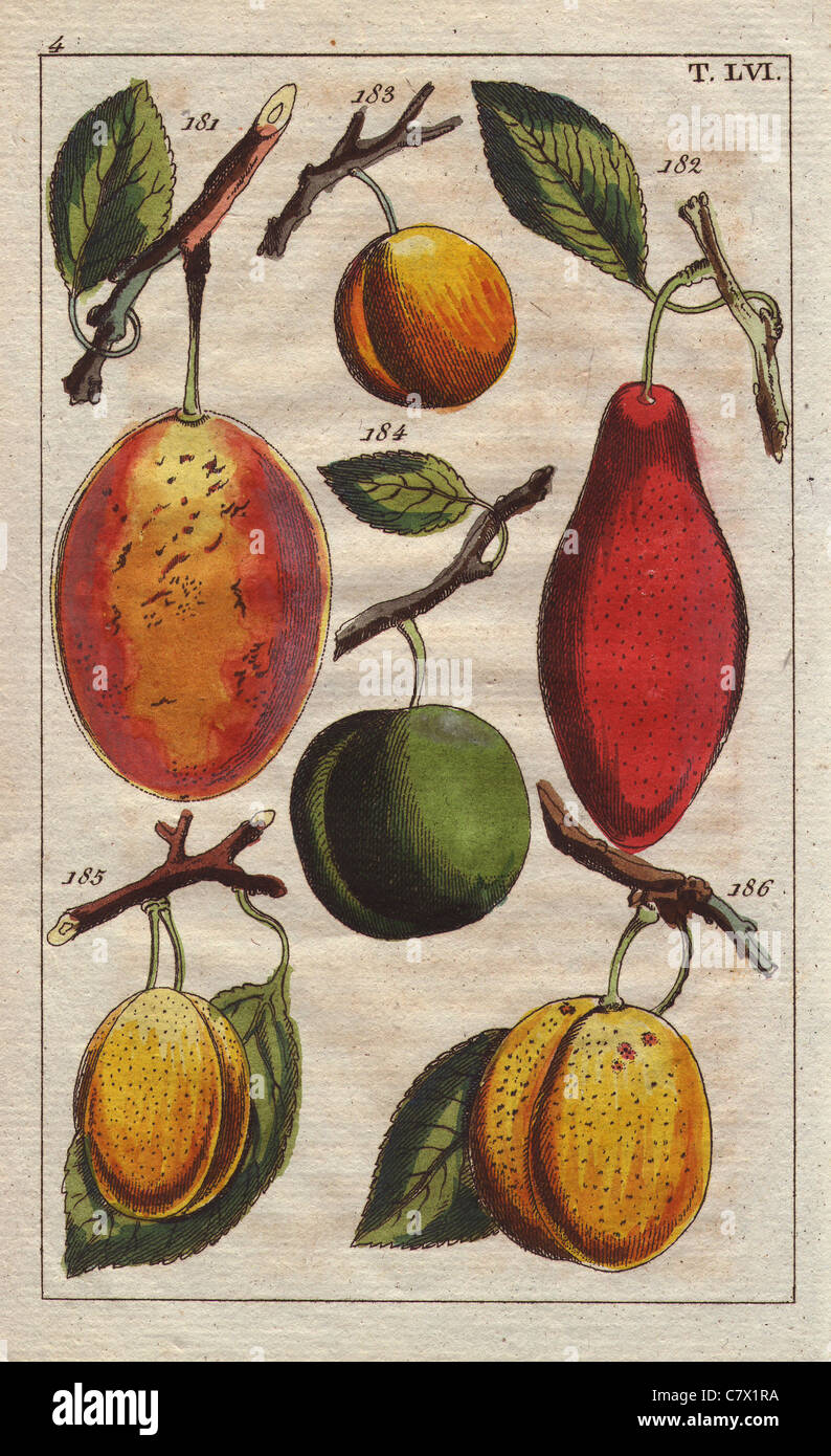 Ripe fruit and leaves of plum varieties, Prunus domestica Stock Photo ...