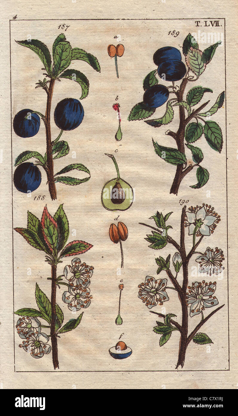 Damson prunus insititia blossom hi-res stock photography and images - Alamy