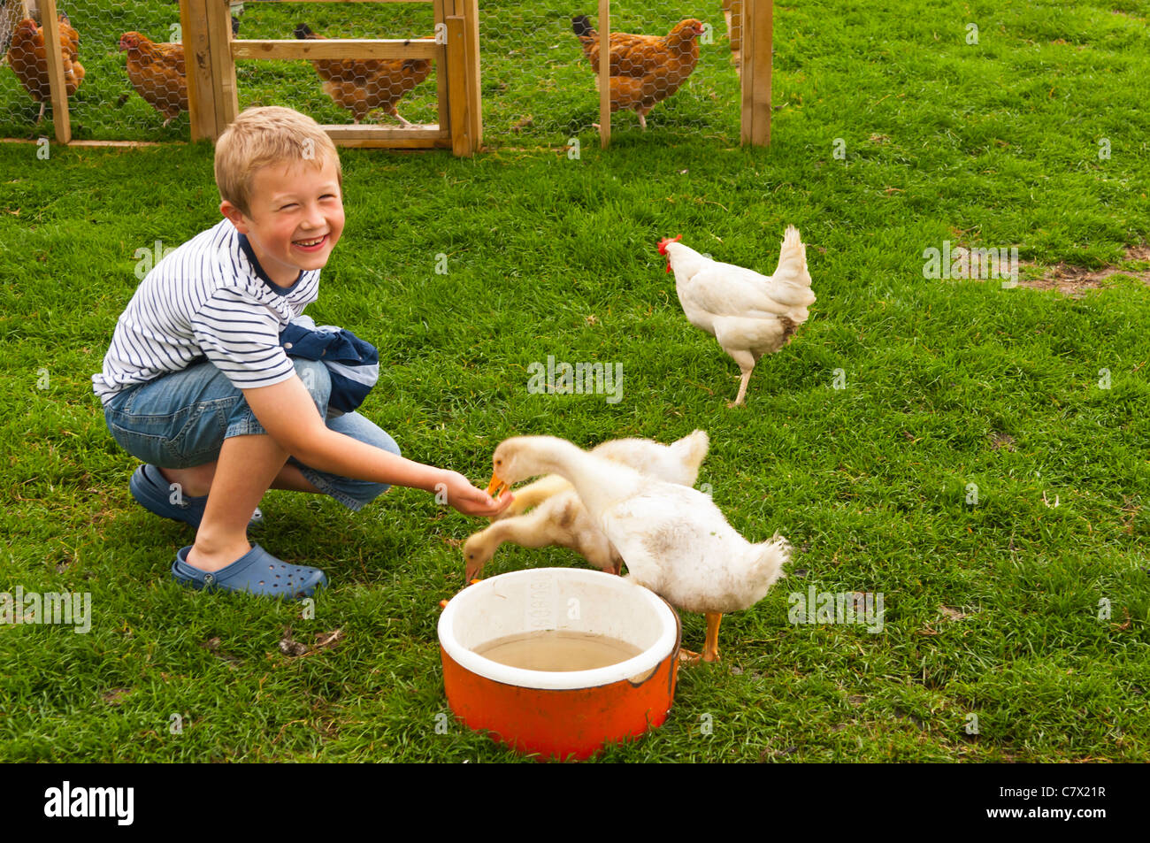 Kids on farm feeding uk hi-res stock photography and images - Alamy