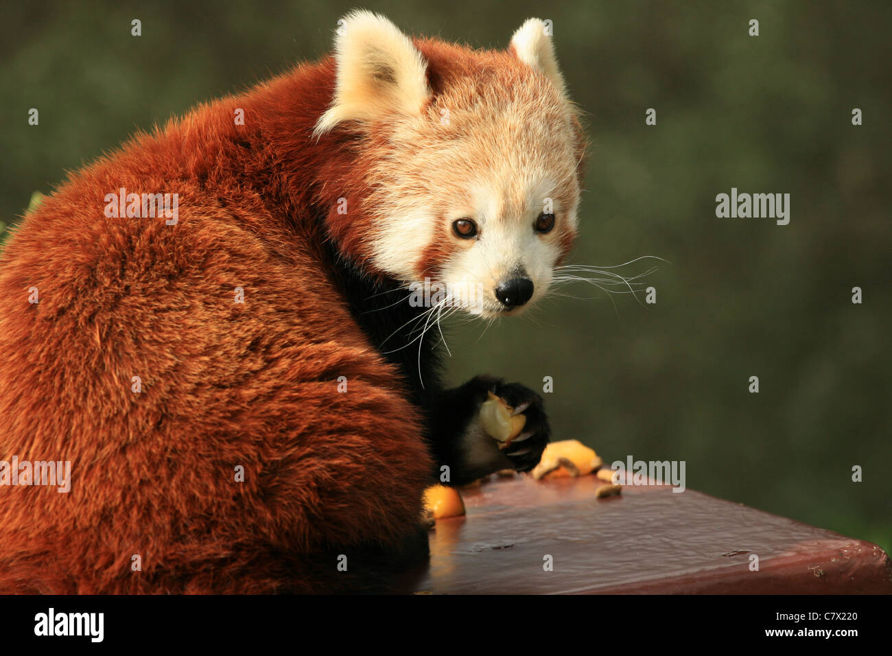 A red panda in it's zoo enclosure Stock Photo - Alamy