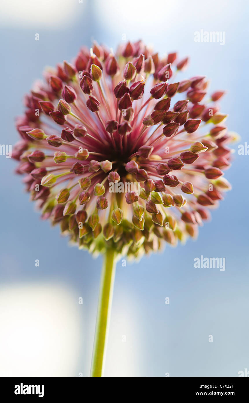 single wildflower magenta on top and green on bottom with light blue ...