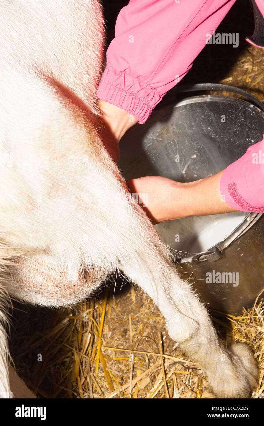 A woman milks a goat at Hazel Brow Farm in the village of Low Row in ...