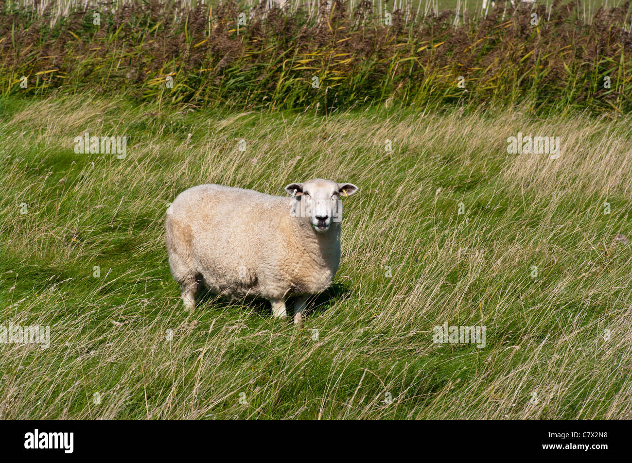 Long sheep hi-res stock photography and images - Alamy