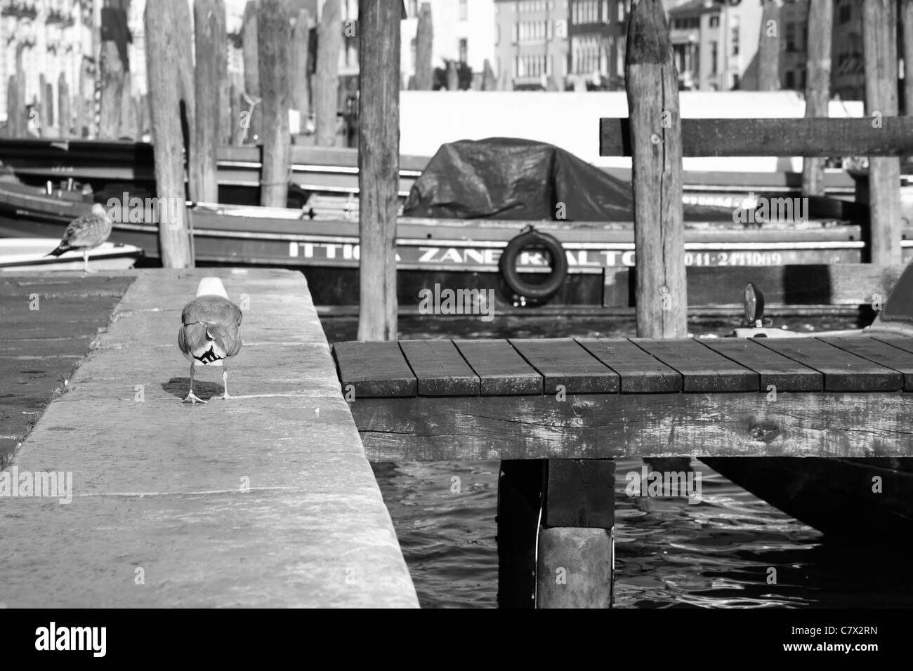 Venice animals Black and White Stock Photos & Images - Alamy