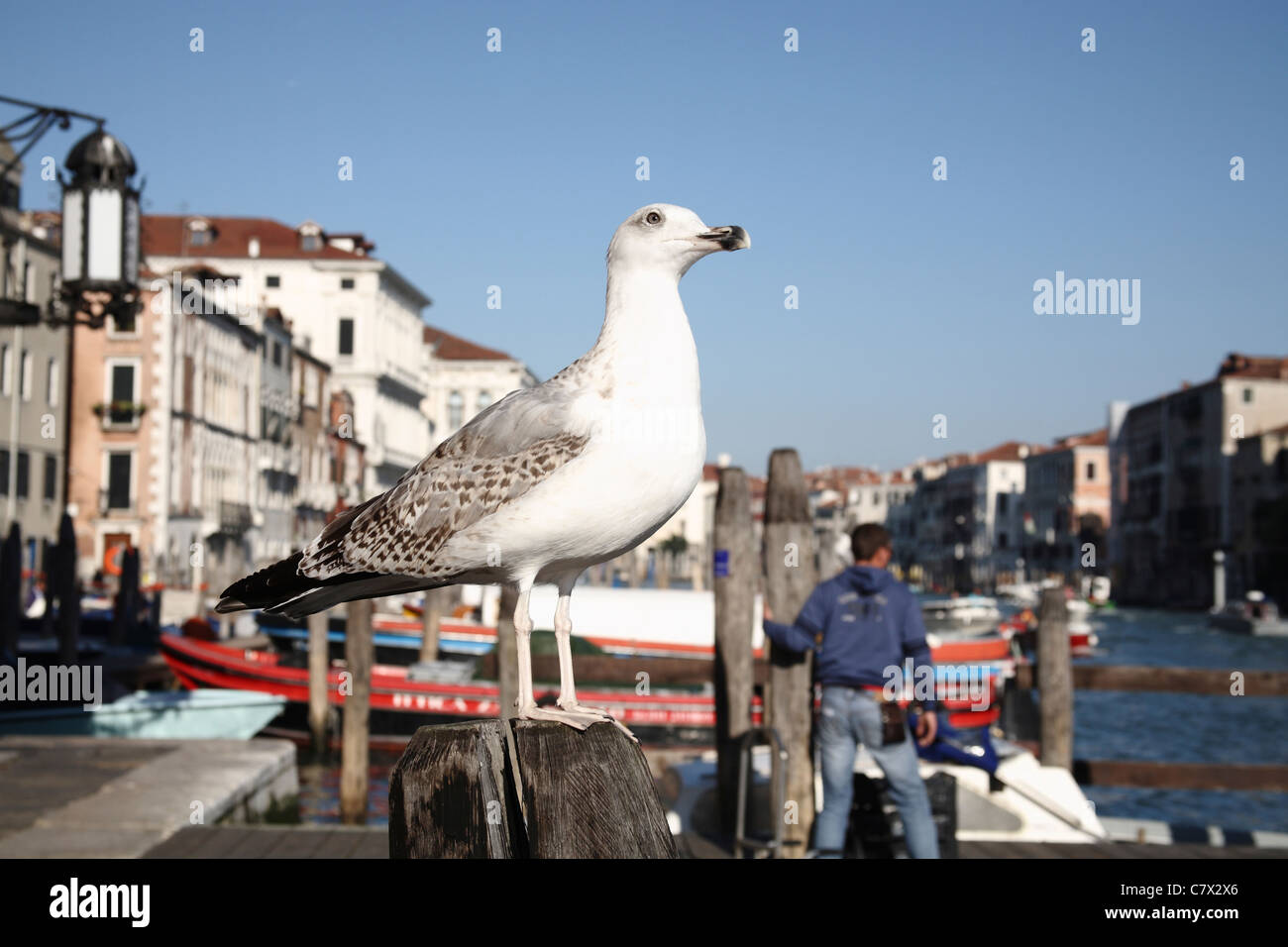 Bird life venice hi-res stock photography and images - Alamy