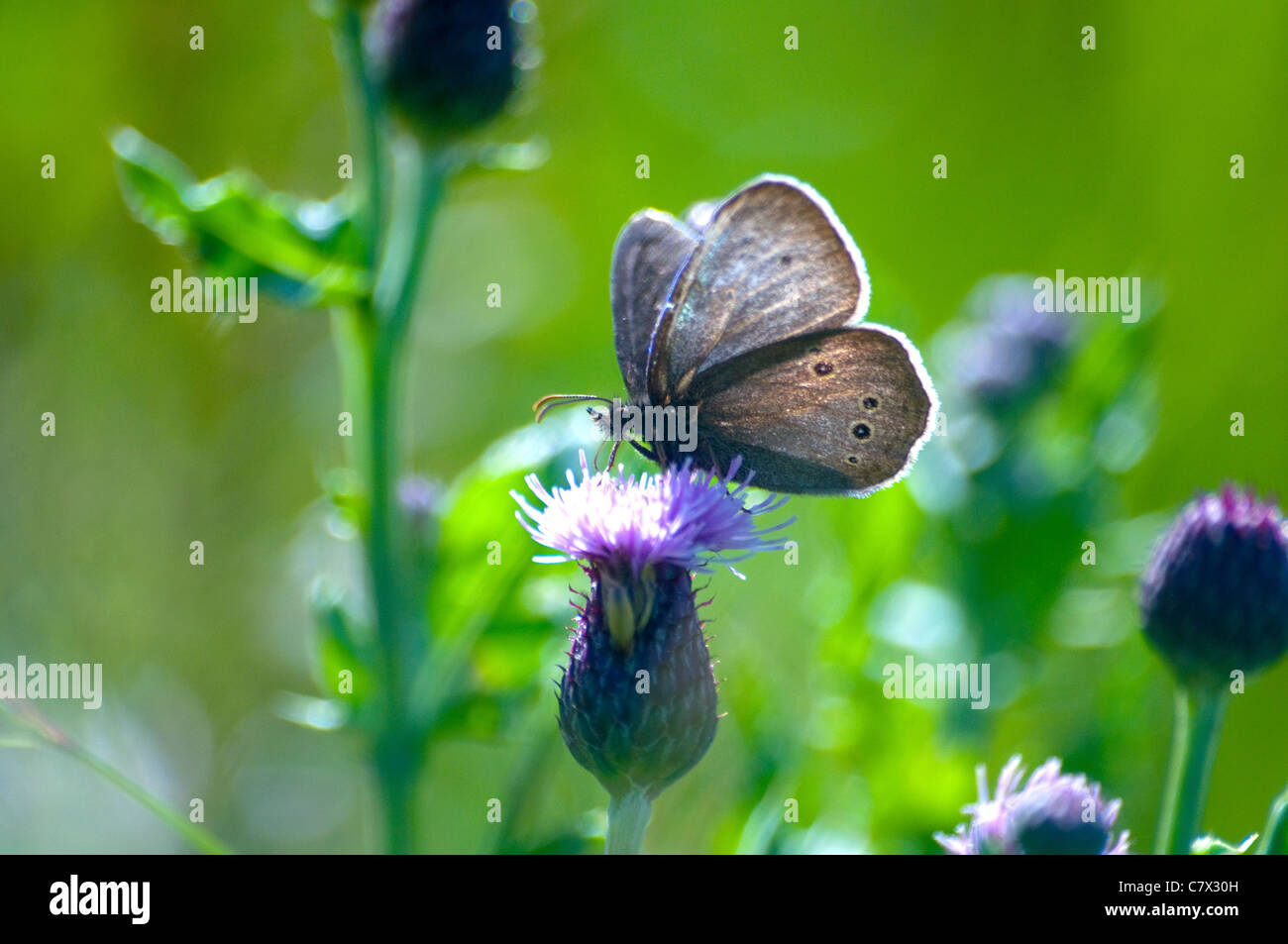 Ringlet Butterfly Flower High Resolution Stock Photography and Images ...