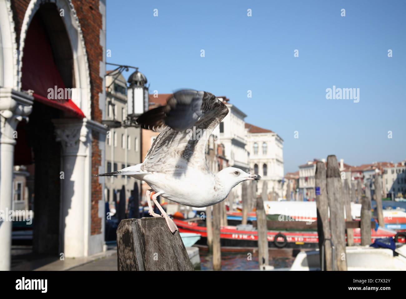 Seagulls venice hi-res stock photography and images - Alamy