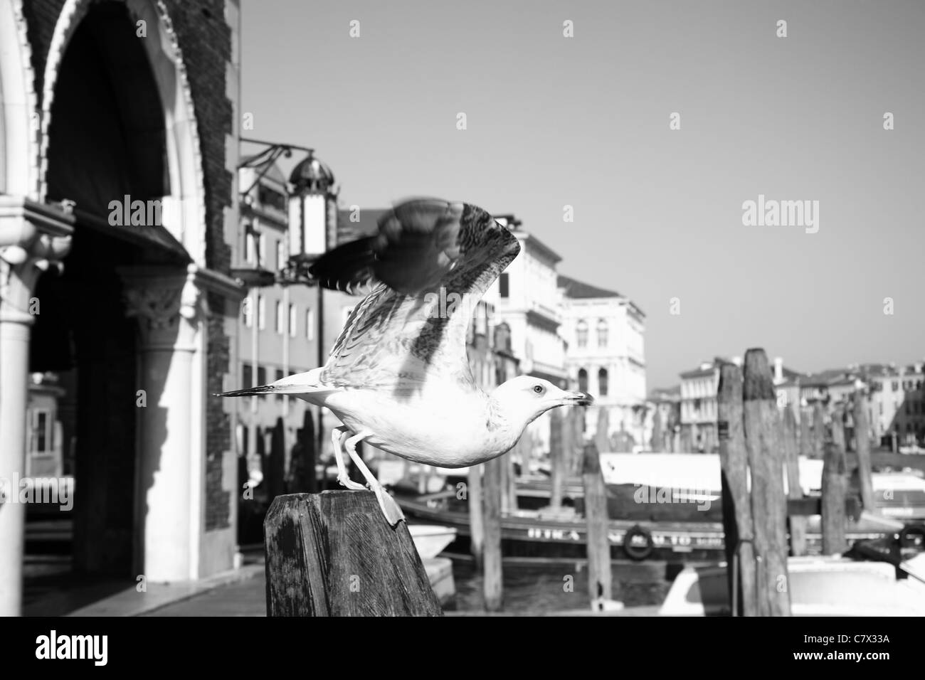 Venice, Italy, seagulls Stock Photo - Alamy