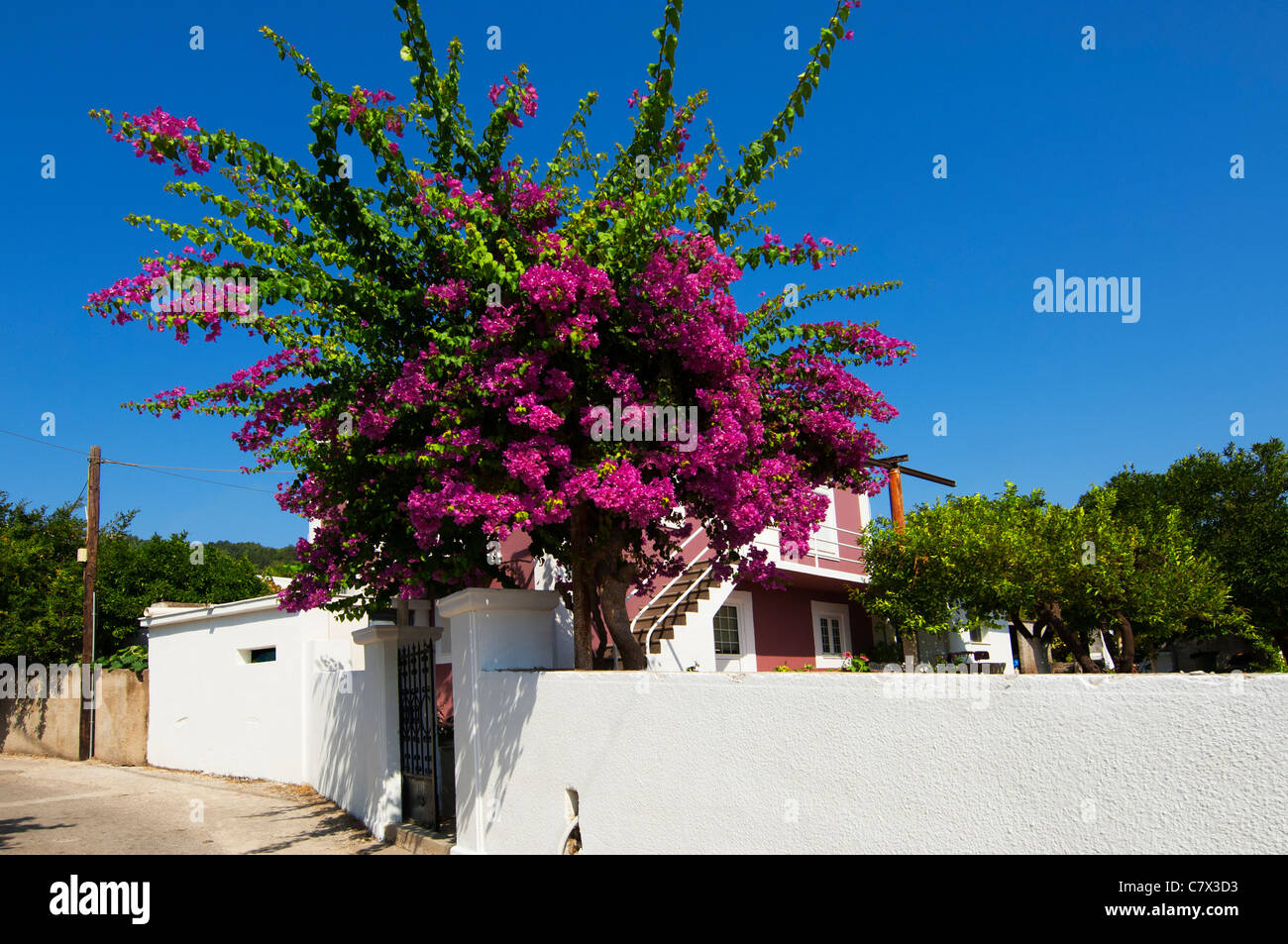 Big Bougainvillea in Apollona Rhodes Island Greece Stock Photo - Alamy
