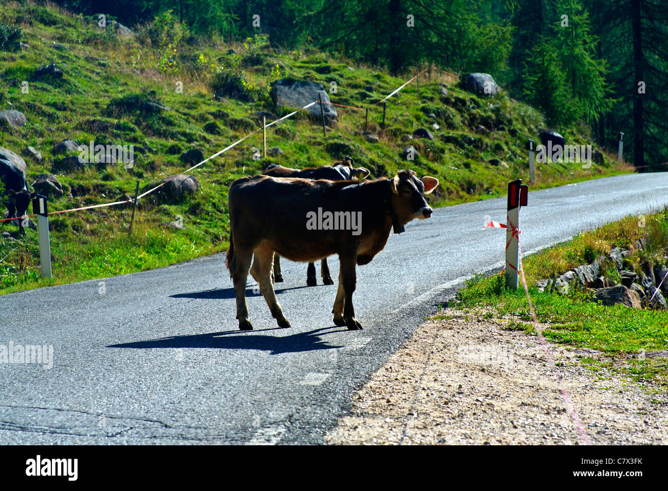 Dairy cattle in pasture Dolomites Italy with cow bells Stock Photo - Alamy