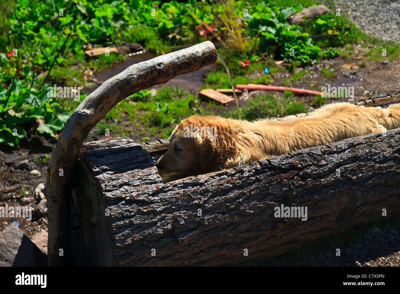 Cooling trough hi-res stock photography and images - Alamy