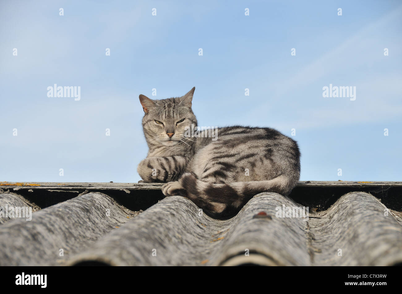 A cat resting on a roof Stock Photo - Alamy