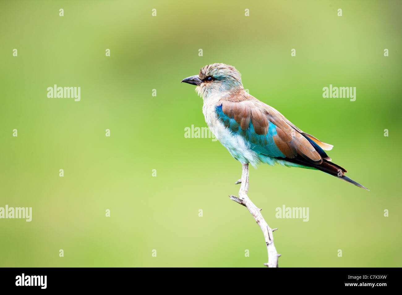 European Roller bird Stock Photo - Alamy