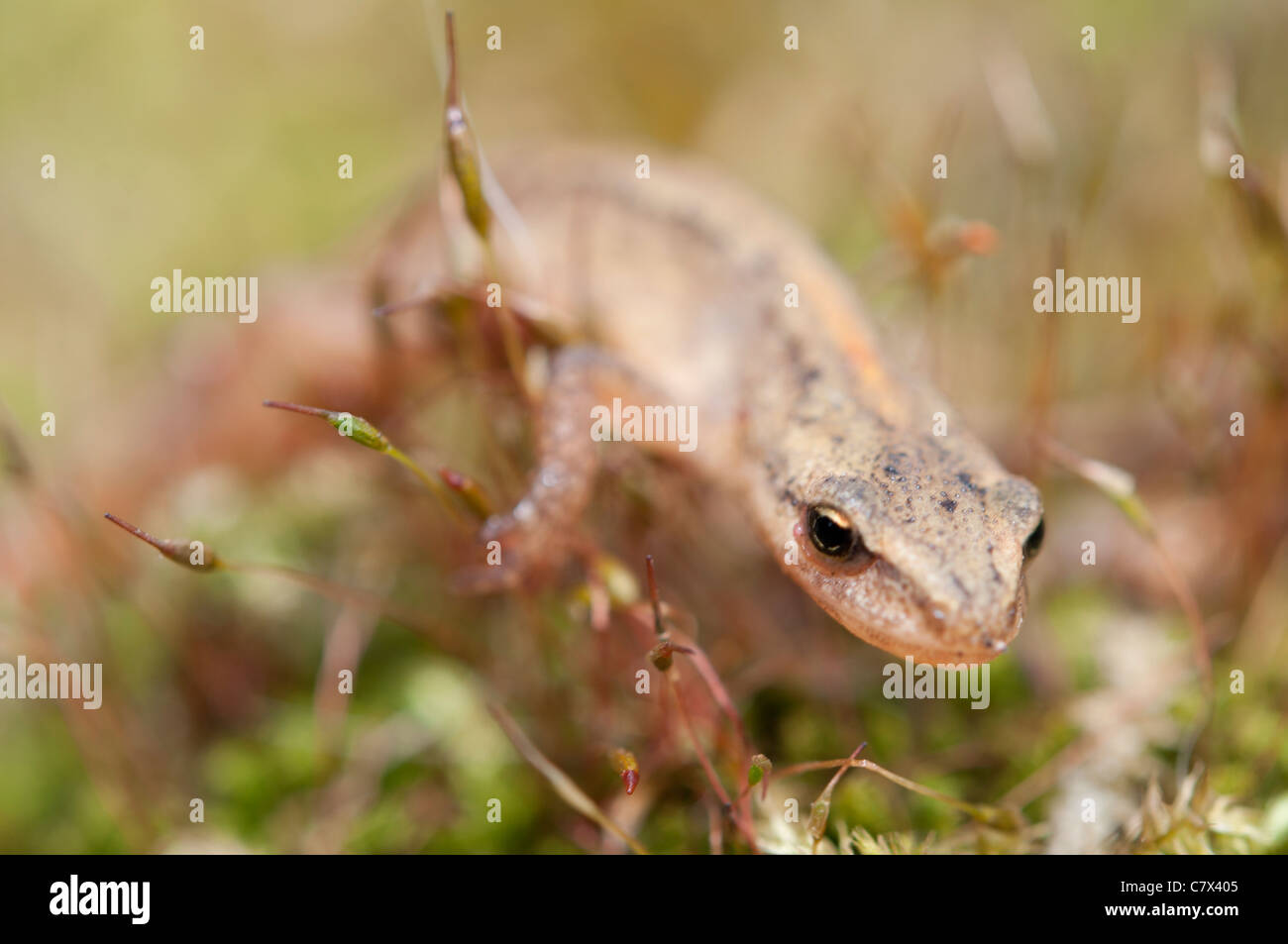 Nature newt hi-res stock photography and images - Alamy