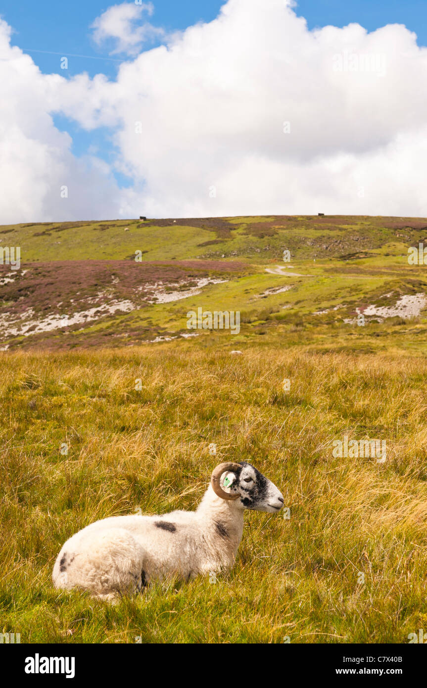 Sheep yorkshire spring hi-res stock photography and images - Alamy